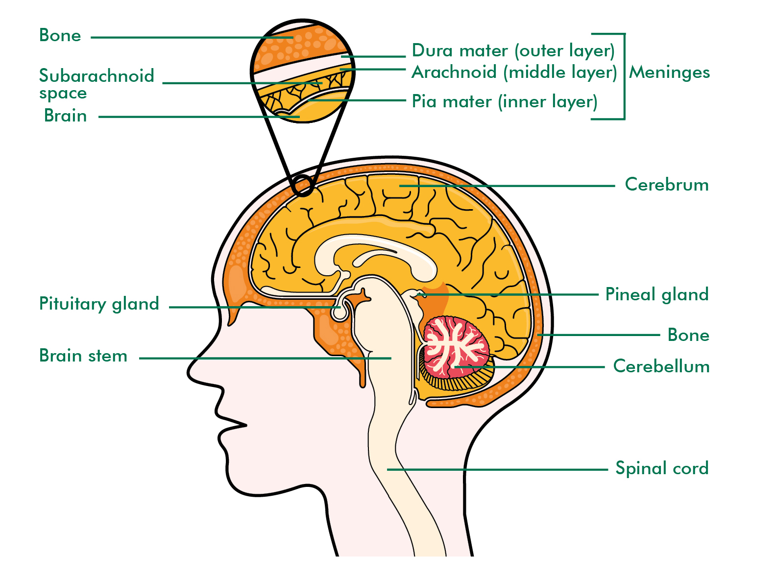 Brain Tumour Awareness Week What s A Primary Brain Tumour